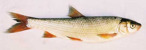 Macedonium - Македониум